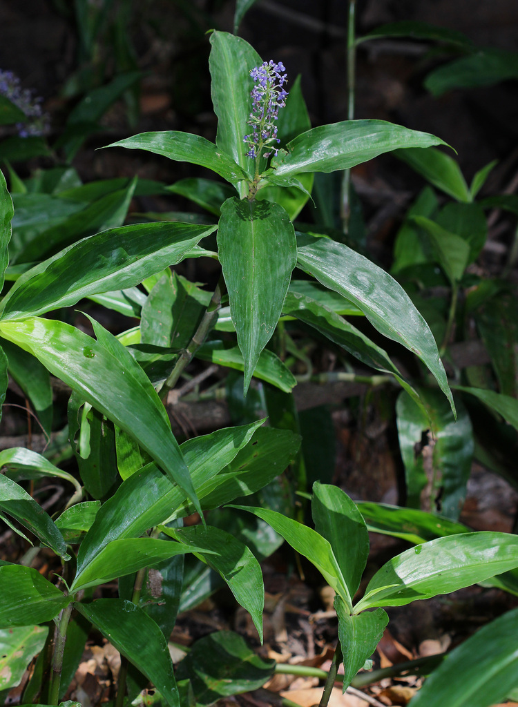 Pollia macrophylla from Karangi NSW 2450, Australia on January 10, 2020 ...