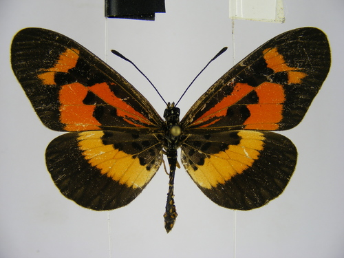 Subspecies Acraea althoffi rubrofasciata · iNaturalist