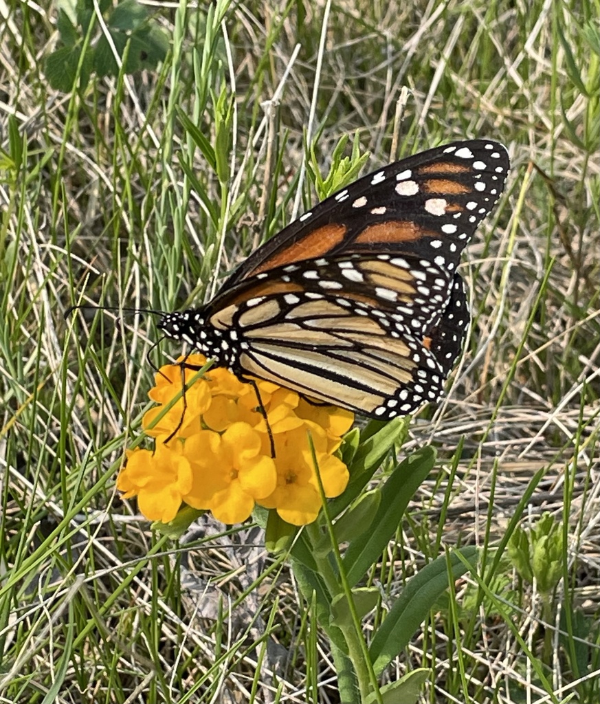 Monarch in May 2023 by bananakelp. - Seen in prairie on hoary puccoon ...