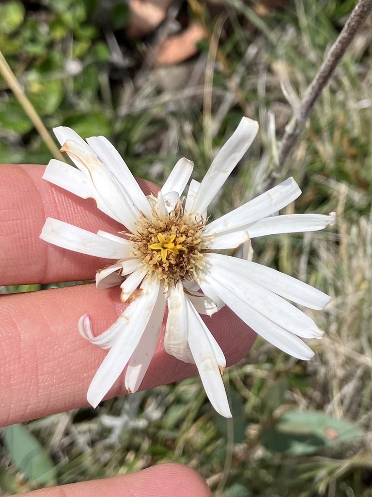 herbfield Celmisia from Kosciuszko National Park, Tolbar, NSW, AU on ...