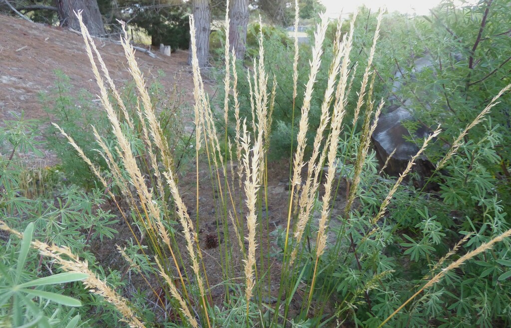 Pooideae from Waikouaiti, New Zealand on February 8, 2024 at 07:27 PM ...