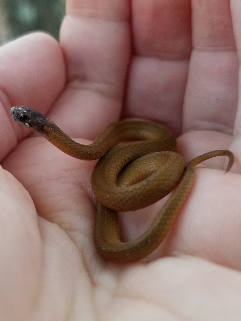 Red-bellied Snake in November 2017 by Leila Dasher · iNaturalist