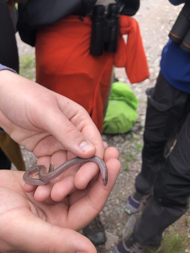 Darwin's Ringed Worm Lizard from Comisión Municipal Volcán, Jujuy, AR ...