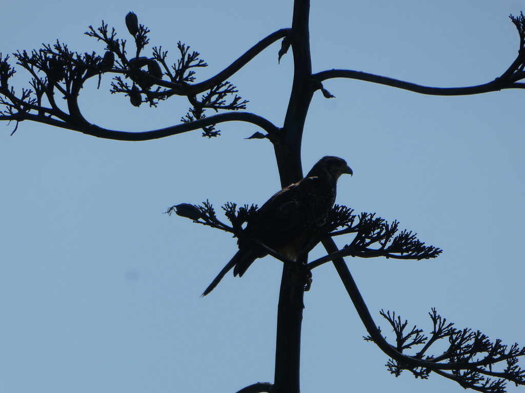 Harris's Hawk from Lima, Peru on February 06, 2024 at 06:42 AM by Ian ...