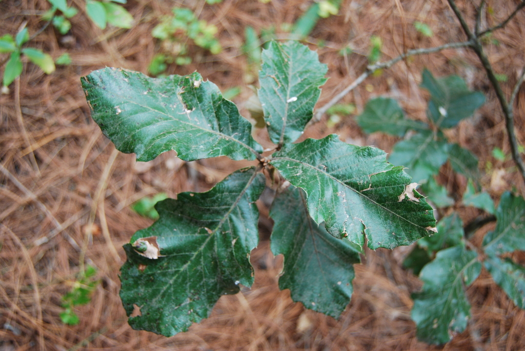 netleaf oak from Villa de Allende, Méx., México on January 29, 2024 at ...