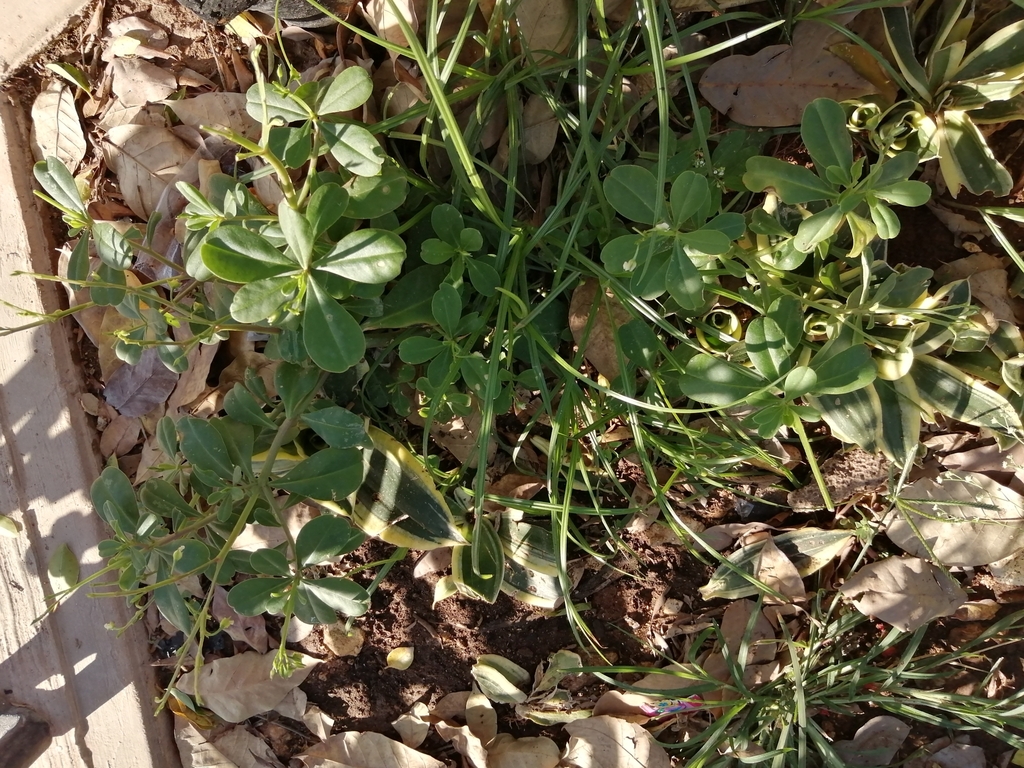 Philippine spinach from Centro, 24810 Pomuch, Camp., México on February ...