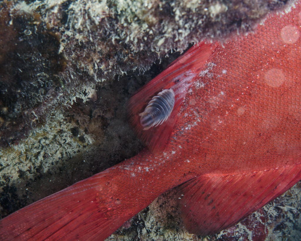 Fish Isopods from Honolulu County, HI, USA on February 19, 2024 at 03: ...
