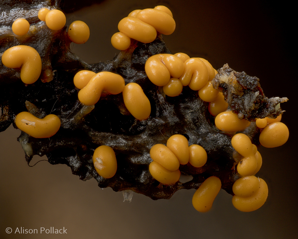 Trichia varia from Marin County, CA, USA on January 2, 2022 by Alison K ...