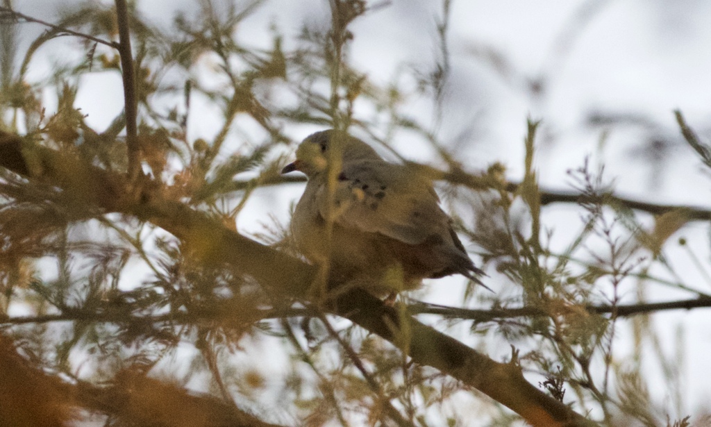 Croaking Ground Dove from Nazca, Peru on November 10, 2023 at 05:55 PM ...