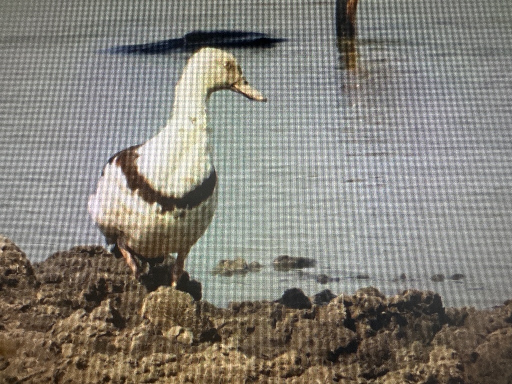Radjah Shelduck from Point Stuart, NT, AU on February 20, 2024 at 02:28 ...
