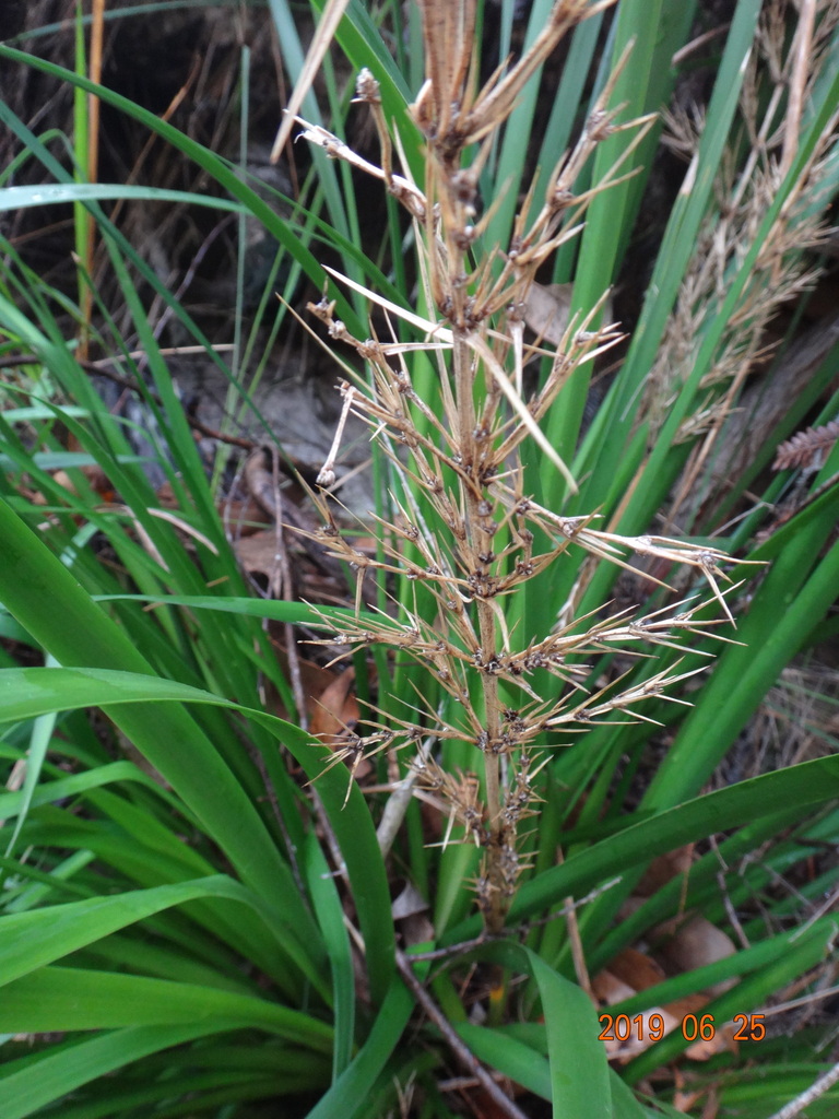 Spiny-headed Mat-rush from Moreton Island QLD 4025, Australia on June ...