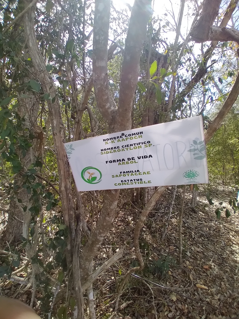 bully trees from Benito Juárez, 24934 Bécal, Camp., México on February ...