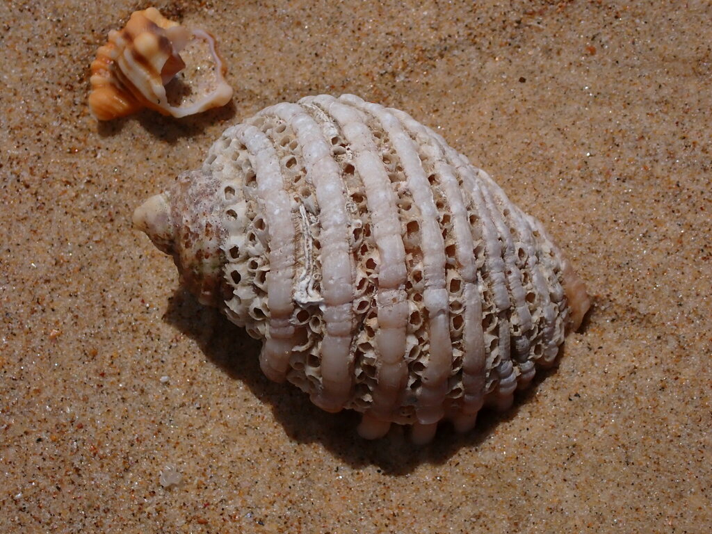 Cart-Rut Shell from Bundagen NSW 2454, Australia on February 20, 2024 ...