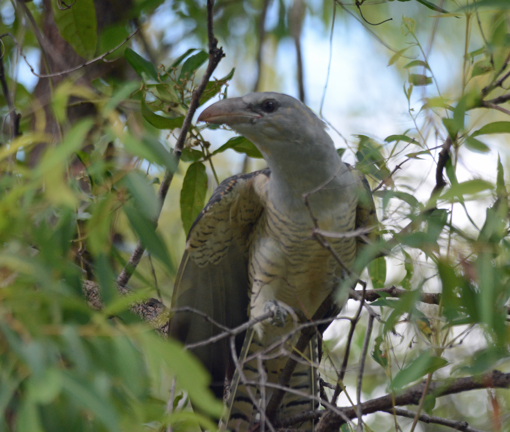 Channel-billed Cuckoo from Brisbane QLD, Australia on February 19, 2024 ...