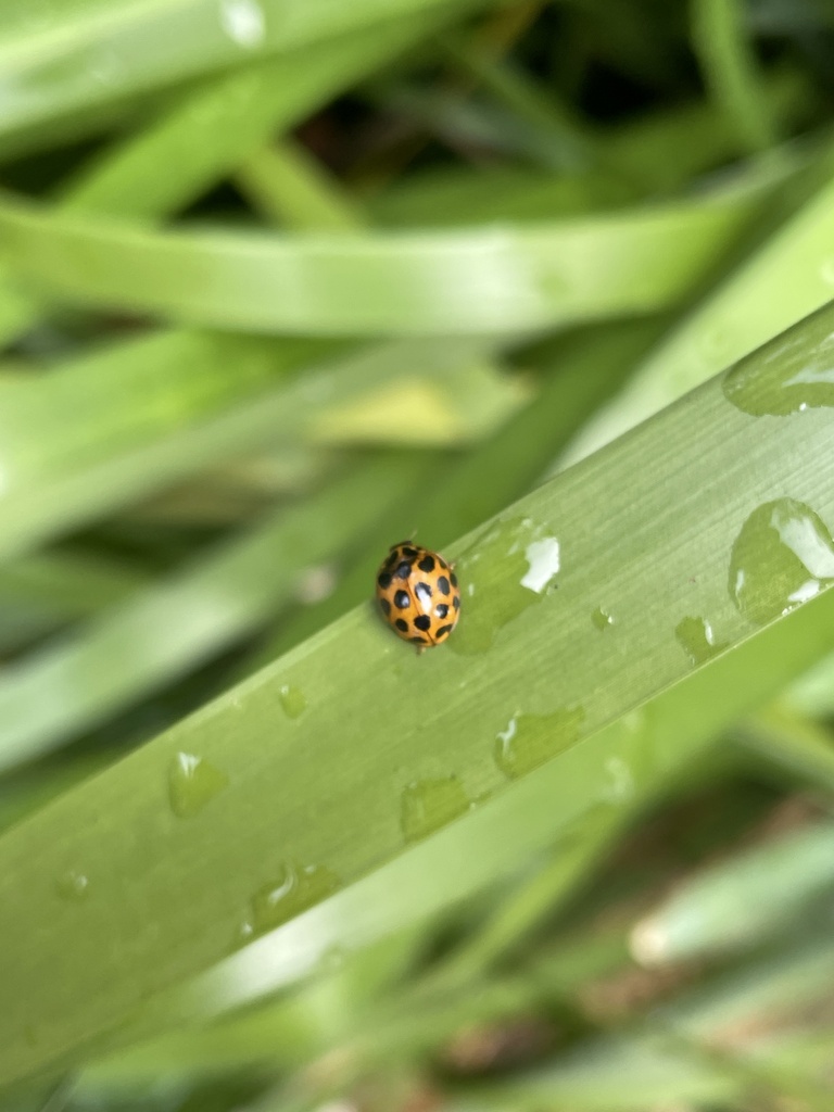 Large Spotted Ladybird in February 2024 by Pintsen JIN · iNaturalist