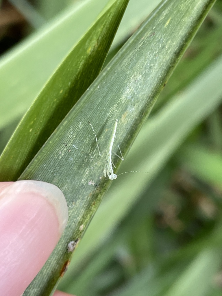 Snake Mantis in February 2024 by Pintsen JIN · iNaturalist