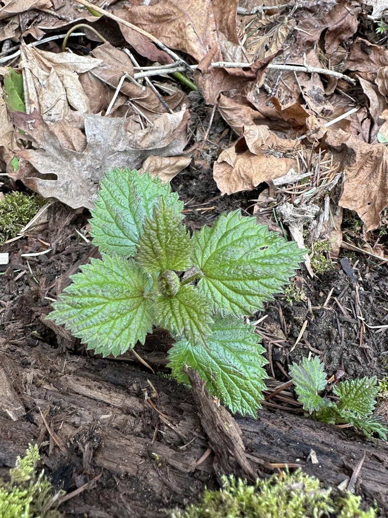 American stinging nettle from Bothell, WA, USA on 19 February, 2024 at ...