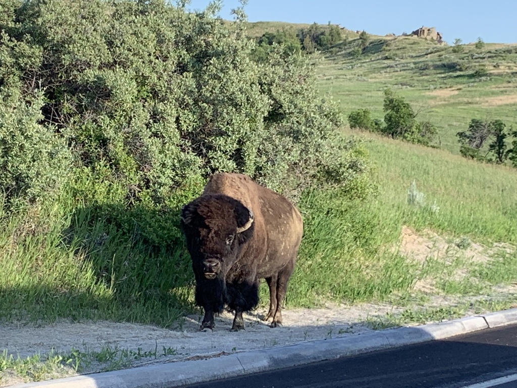 American Bison from Theodore Roosevelt National Park - South Unit ...