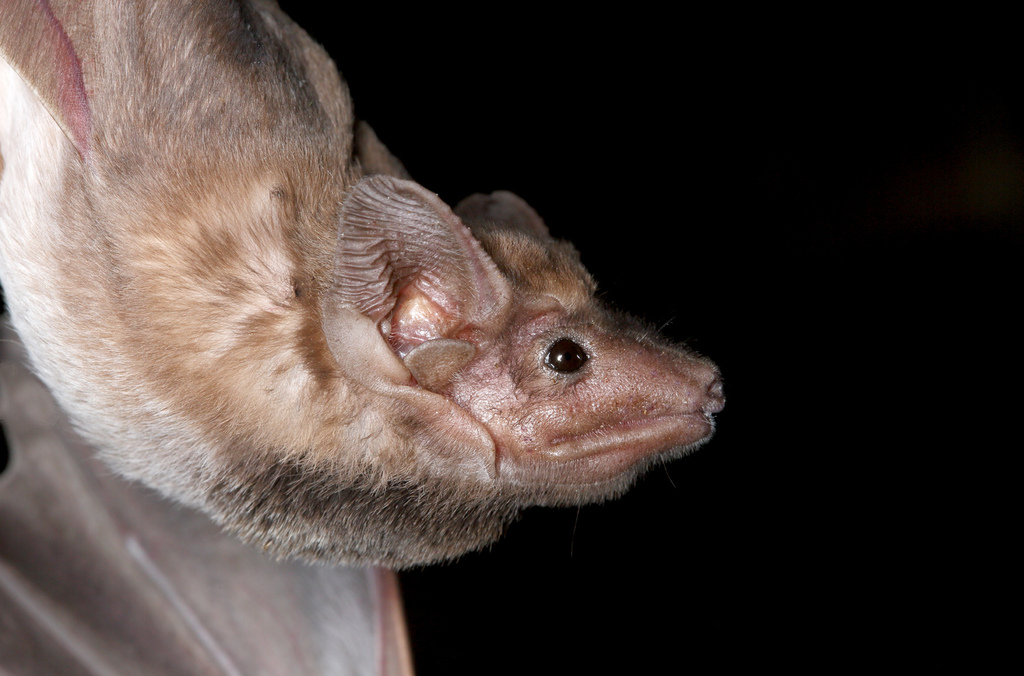 Hildegarde's Tomb Bat (Taphozous hildegardeae) - Know Your Mammals
