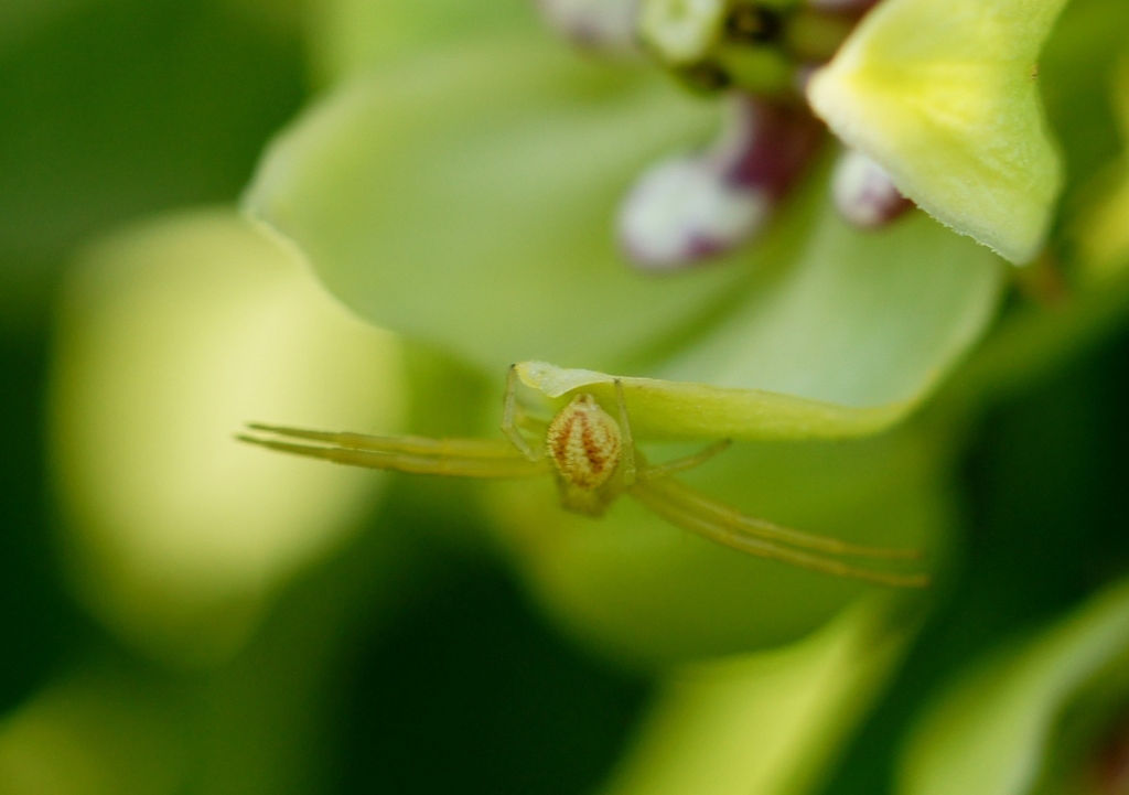 Mecaphesa from Heard Natural Science Museum & Wildlife Sanctuary on ...