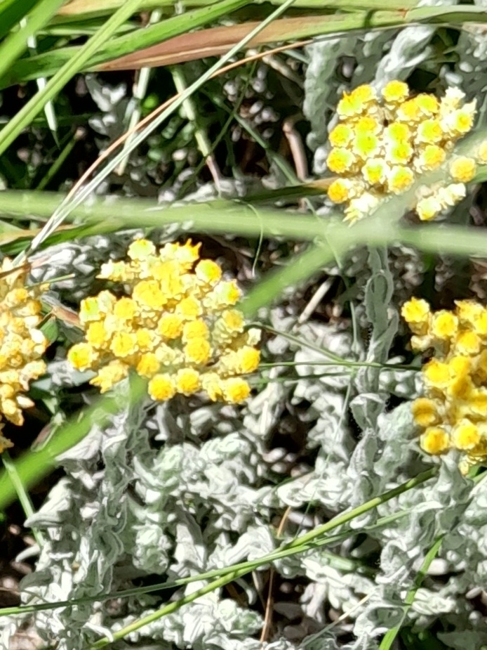 Helichrysum glomeratum from Elundini Local Municipality, South Africa ...