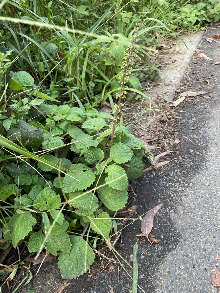 little spurflower in February 2024 by Alex Pintsen JIN · iNaturalist