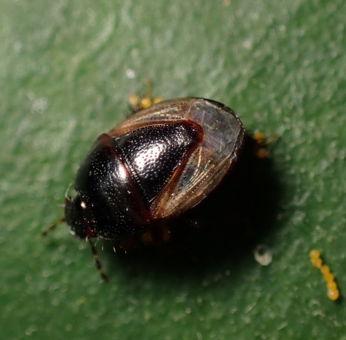 Aethus tanna · iNaturalist