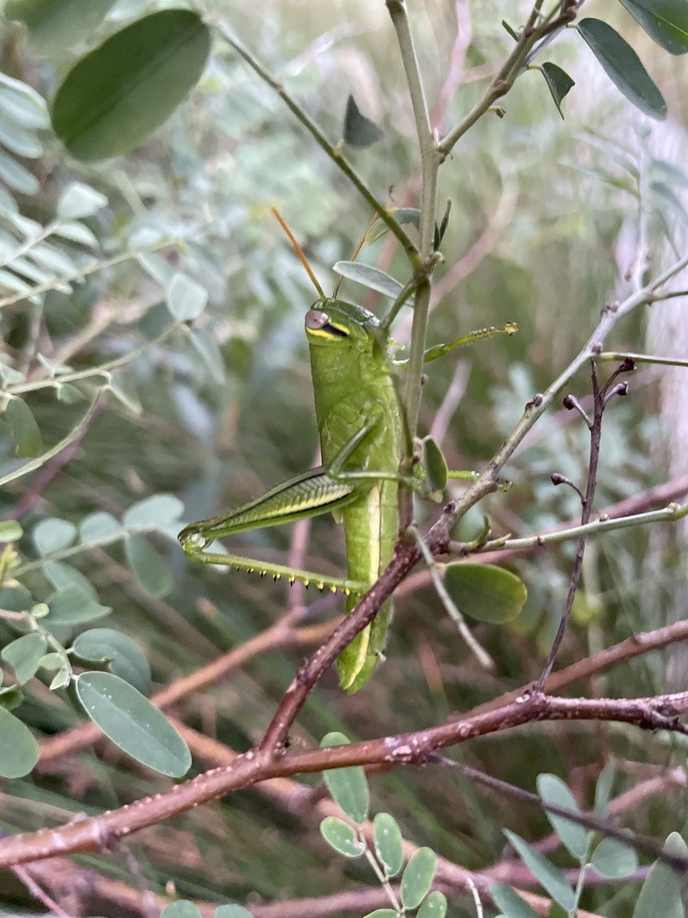 Confusing Spur-throated Locust in February 2024 by Pintsen JIN ...