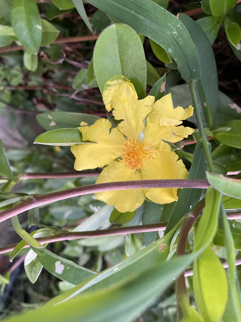 Climbing Guinea flower from Sydney Park, Alexandria, NSW, AU on February 20, 2024 at 07:46 PM by ...