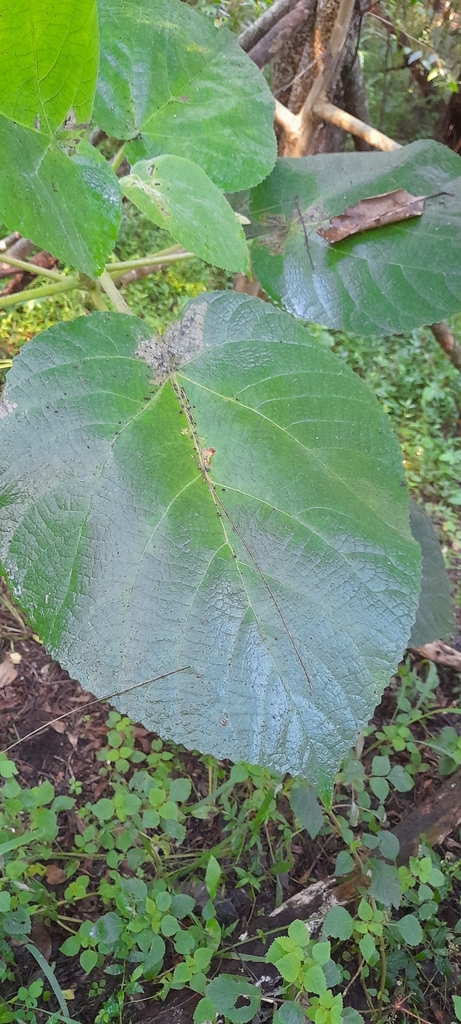 Giant Stinging Tree from Bunya QLD 4055, Australia on February 20, 2024 ...