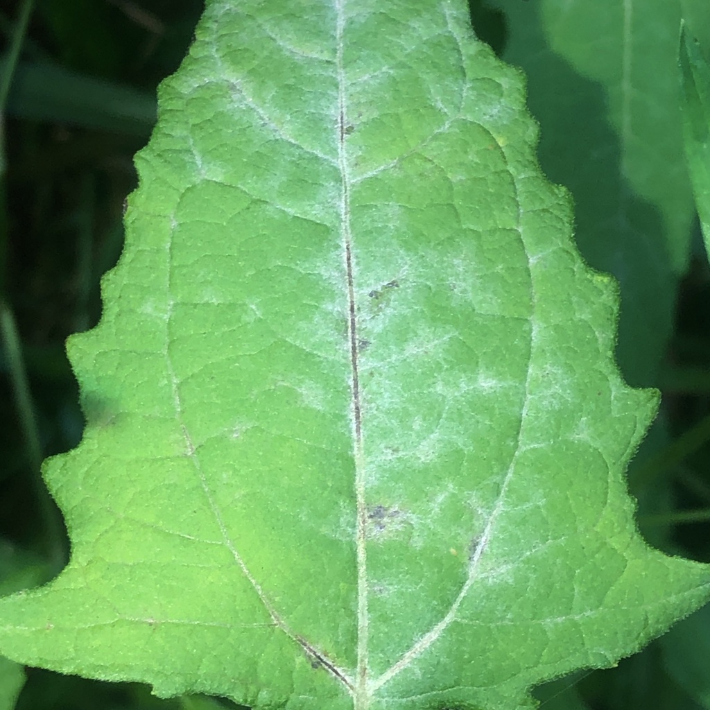 Powdery Mildews from Baludarri Wetland, Parramatta, NSW, AU on February ...