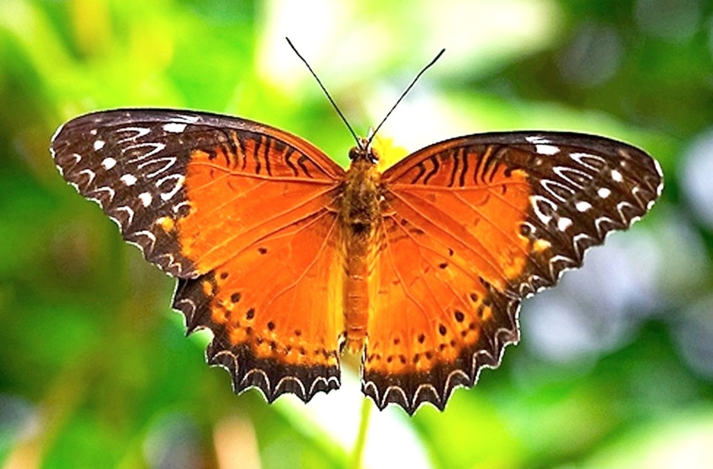 Red Lacewing Butterfly (List of Butterflies and Moths Available or ...