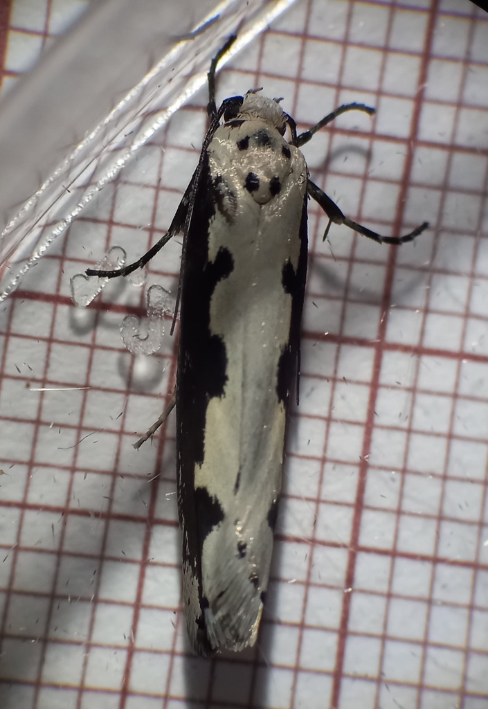 Viper's Bugloss Moth from Parque Florestal Monsanto on February 20 ...