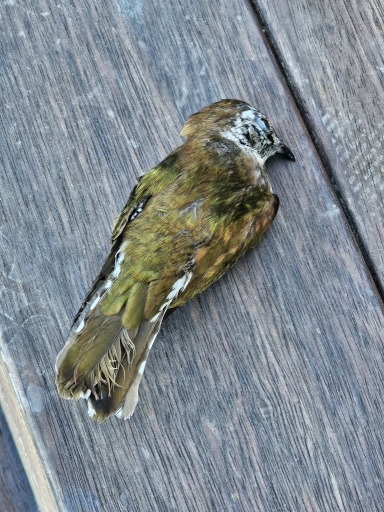 New Zealand Shining Bronze-Cuckoo from Gore Bay, New Zealand on ...