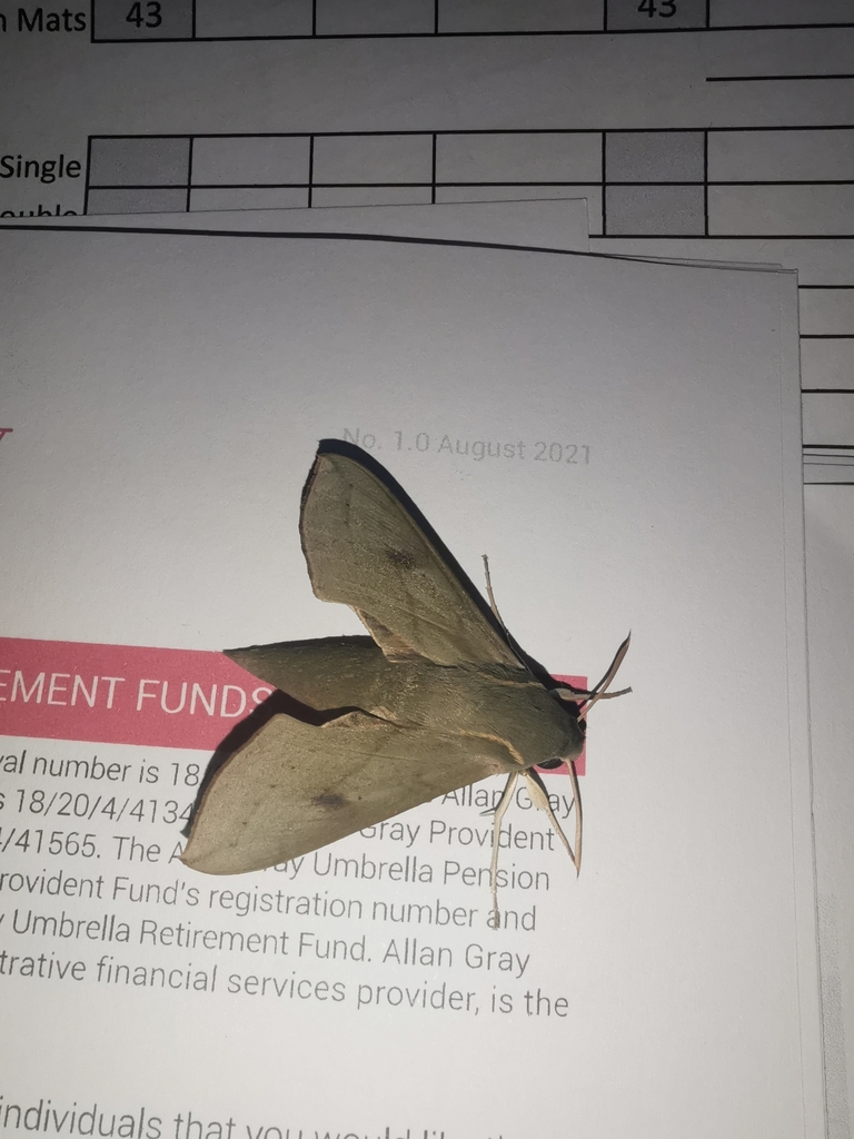 Cape Hawk from Sabie Park, 1260, South Africa on February 19, 2024 at ...