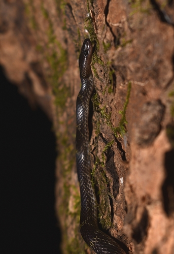 Travancore Wolf Snake (Lycodon travancoricus) - Snakes and Lizards