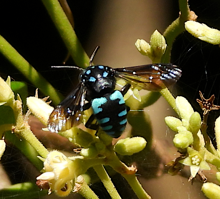 Thyreus nitidulus nitidulus from Wightman Reserve, Arana Hills ...