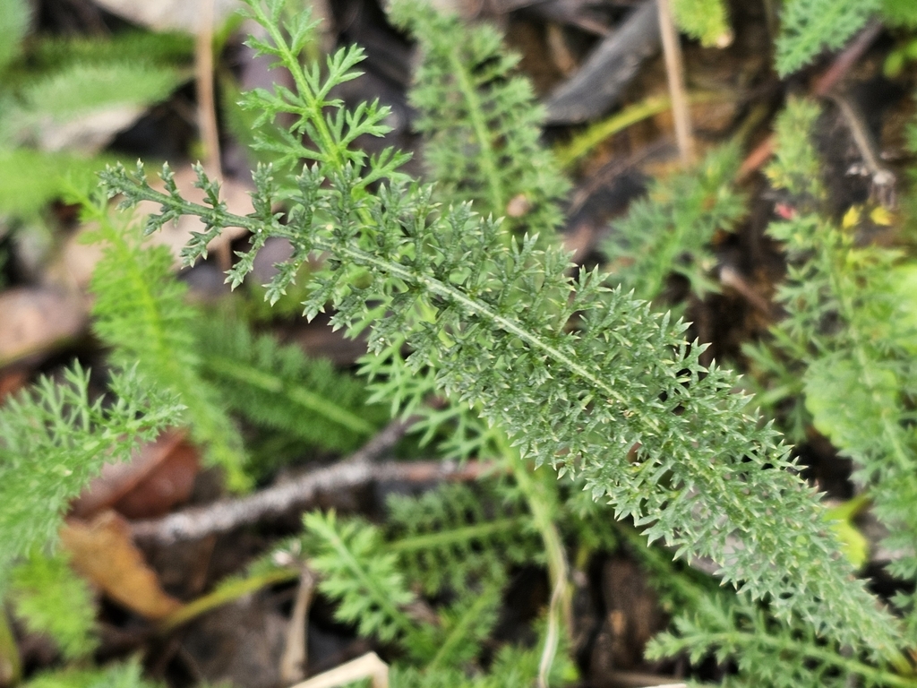 common yarrow from Mount Wilson NSW 2786, Australia on February 20 ...