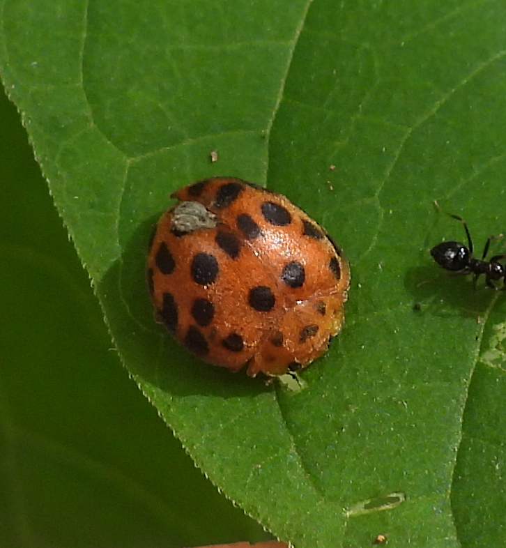 Hadda Beetle from Wightman Reserve, Arana Hills, Brisbane QLD ...