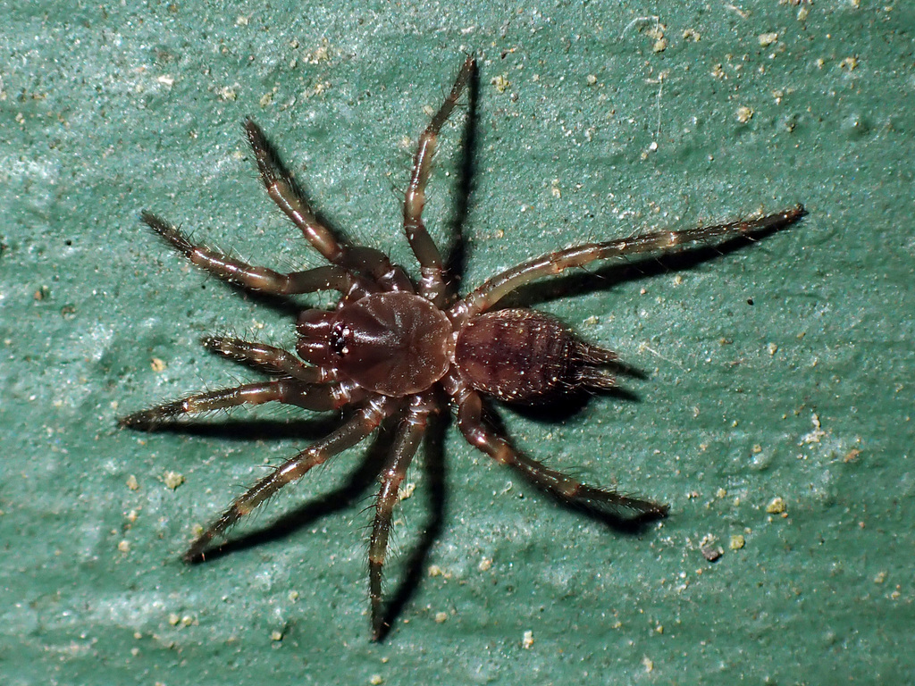 Banded Tunnelweb Spiders from Glenbervie, Nouvelle-Zélande on 07 ...
