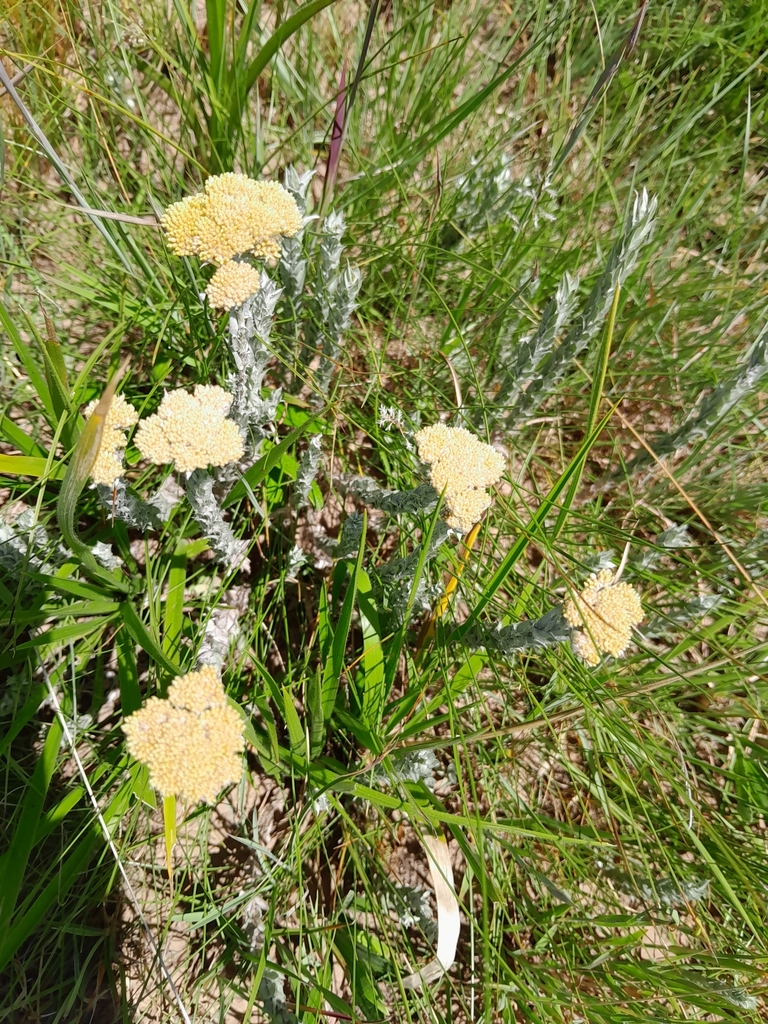 Helichrysum glomeratum from Elundini Local Municipality, South Africa ...