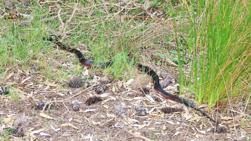 Red-bellied Black Snake from Bermagui NSW 2546, Australia on February ...