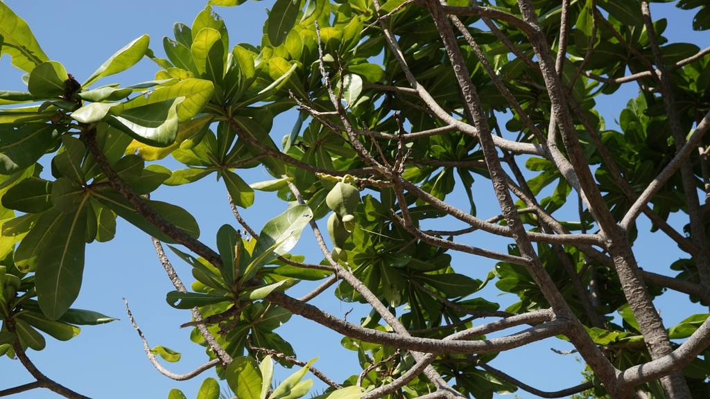 Fish Poison Tree in February 2024 by 陳育維 · iNaturalist