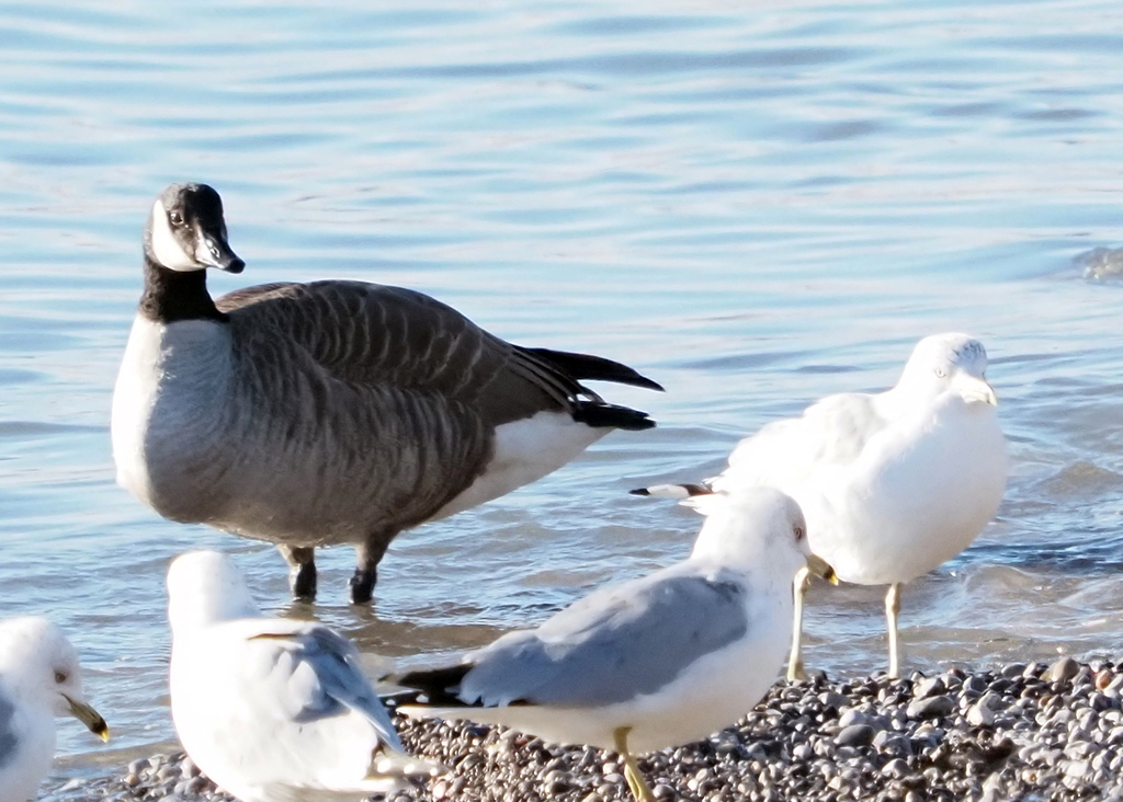 Canada Goose from Cliffcrest, Scarborough, ON, Canada on February 19 ...