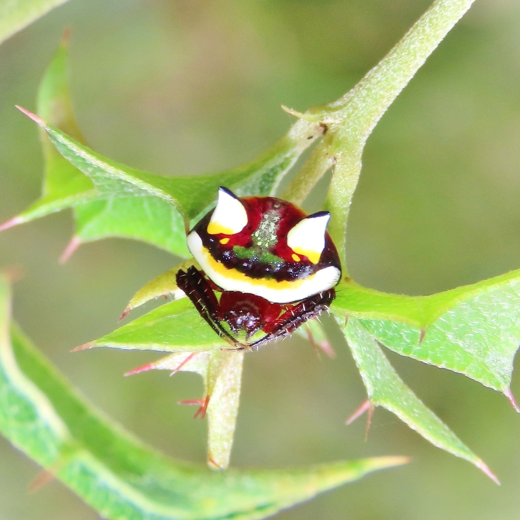 Two-spined spider from Bermagui NSW 2546, Australia on February 20 ...