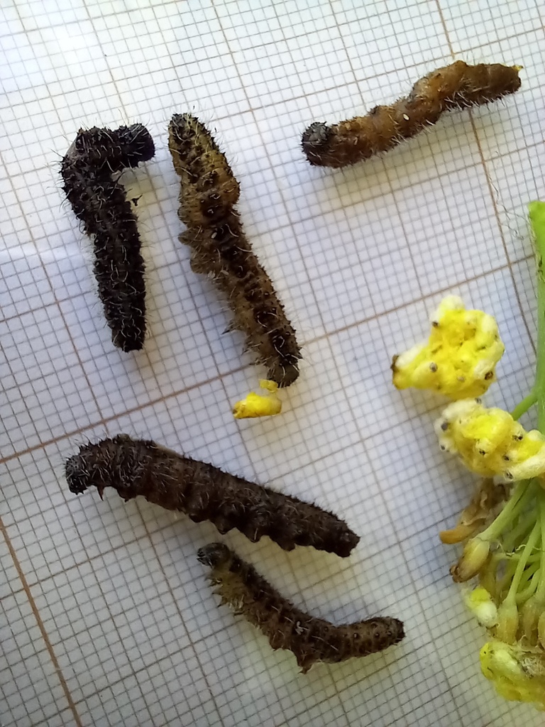 Large White from Escola Pedro Santarém on February 20, 2024 at 10:01 AM ...