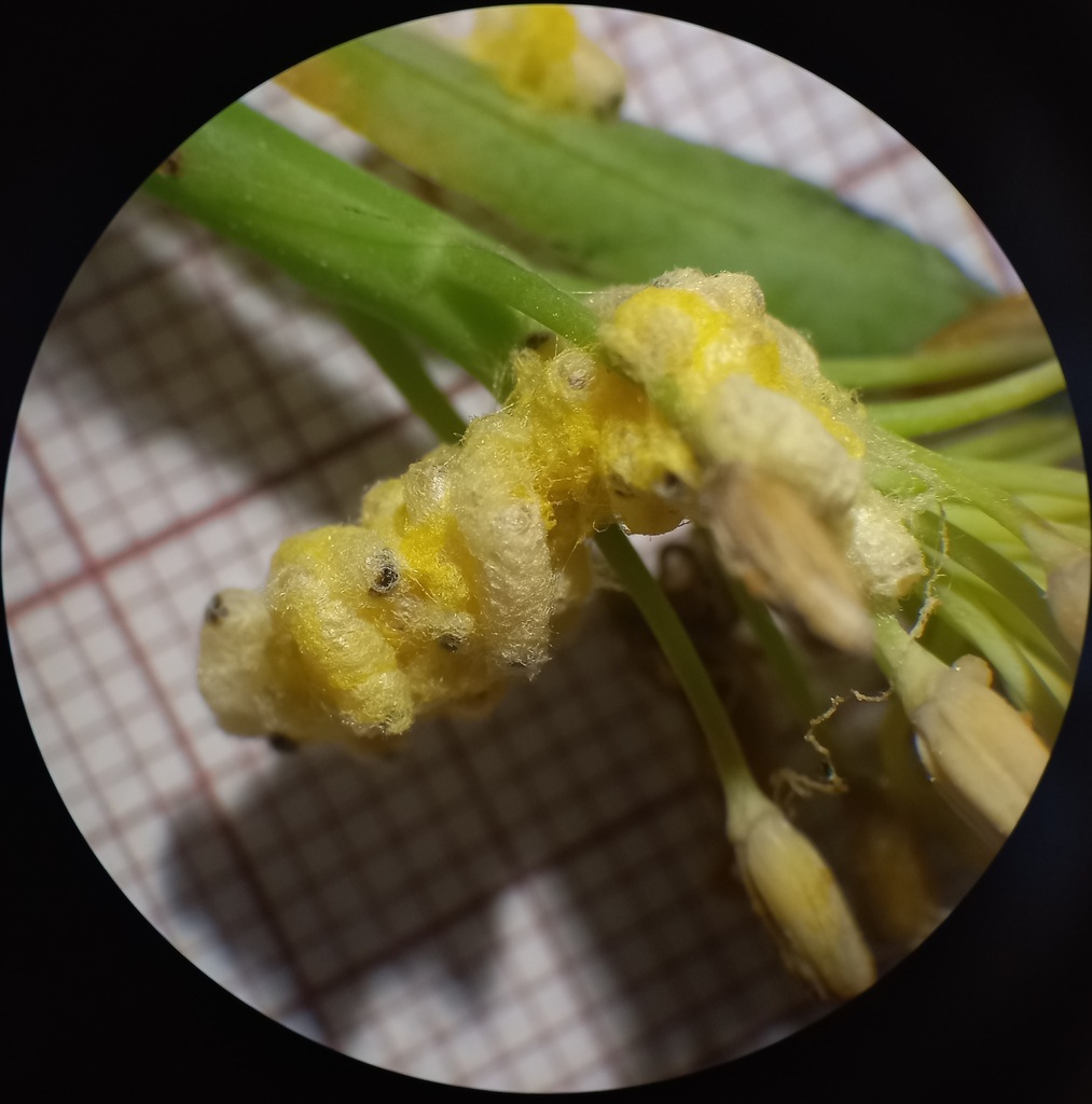 Cabbage White Parasitoid Wasp from Escola Pedro Santarém on February 20 ...
