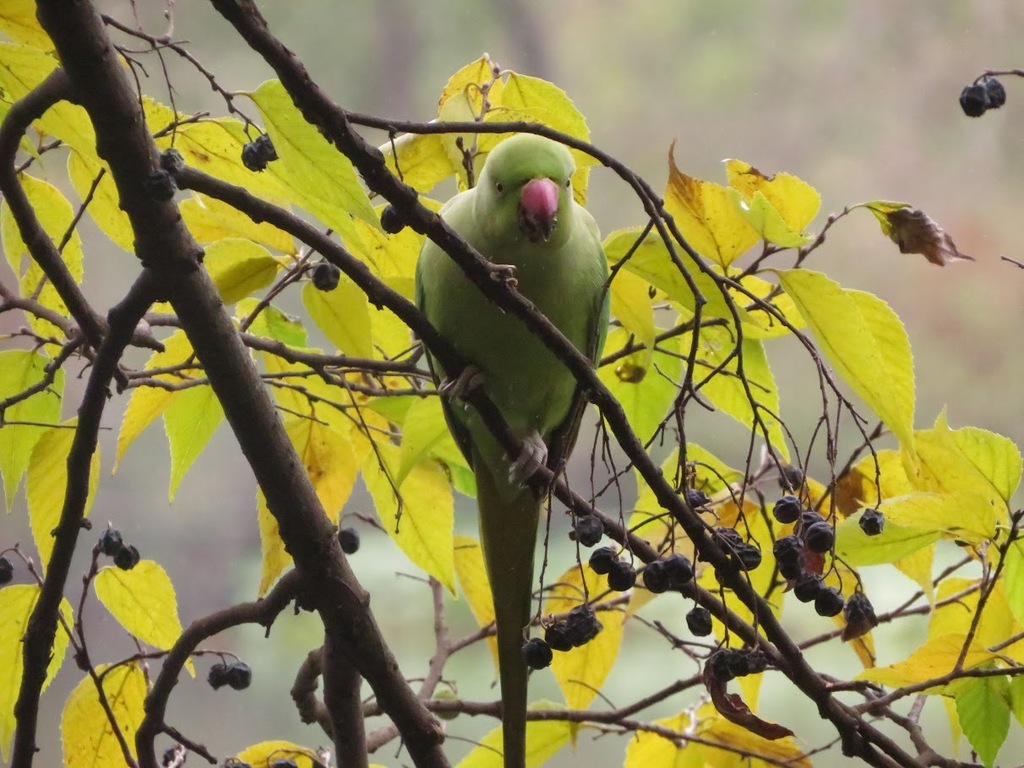 Rose-ringed Parakeet from 日本、〒177-0045 東京都練馬区石神井台 on November 26, 2023 ...