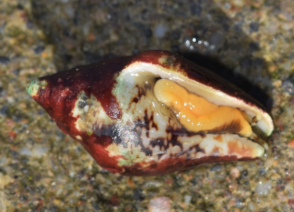 Rustic Dove-shell from Almería, España on February 18, 2024 at 04:42 PM ...