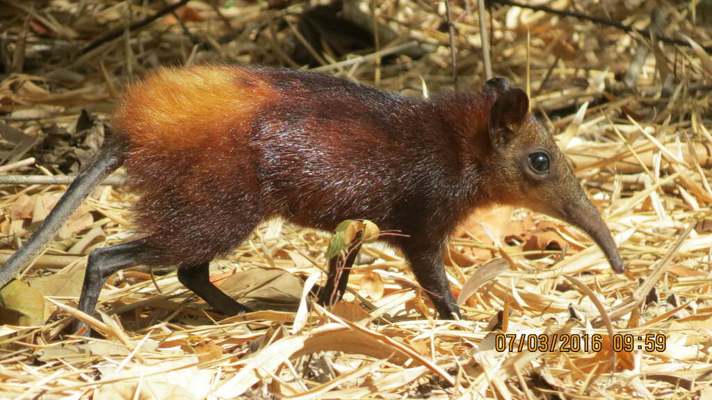 Golden-rumped Sengi in March 2016 by Simon Musila. Species recorded ...